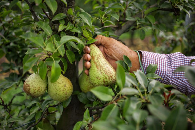 Anela fruits: la fruta de cuchara – Maternitis. Maternidad, crianza y ...